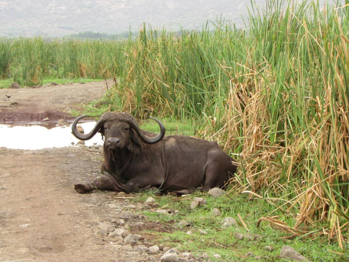 Endangered Wild Buffalo Returns to the Forest After Two Years of ...