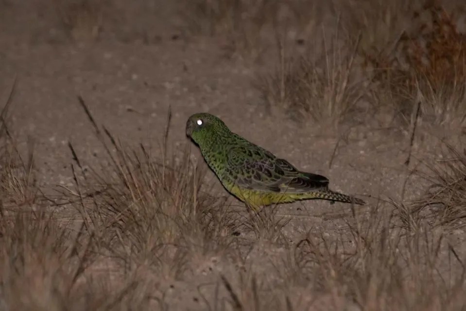 Rare Night Parrot Population Discovered in Western Australia – PARYAWARAN