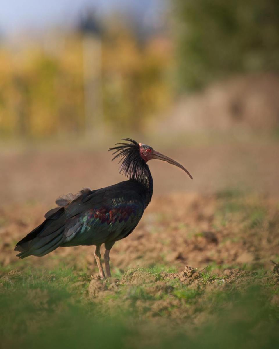 Endangered Northern Bald Ibis Takes to the Skies with Human Assistance ...